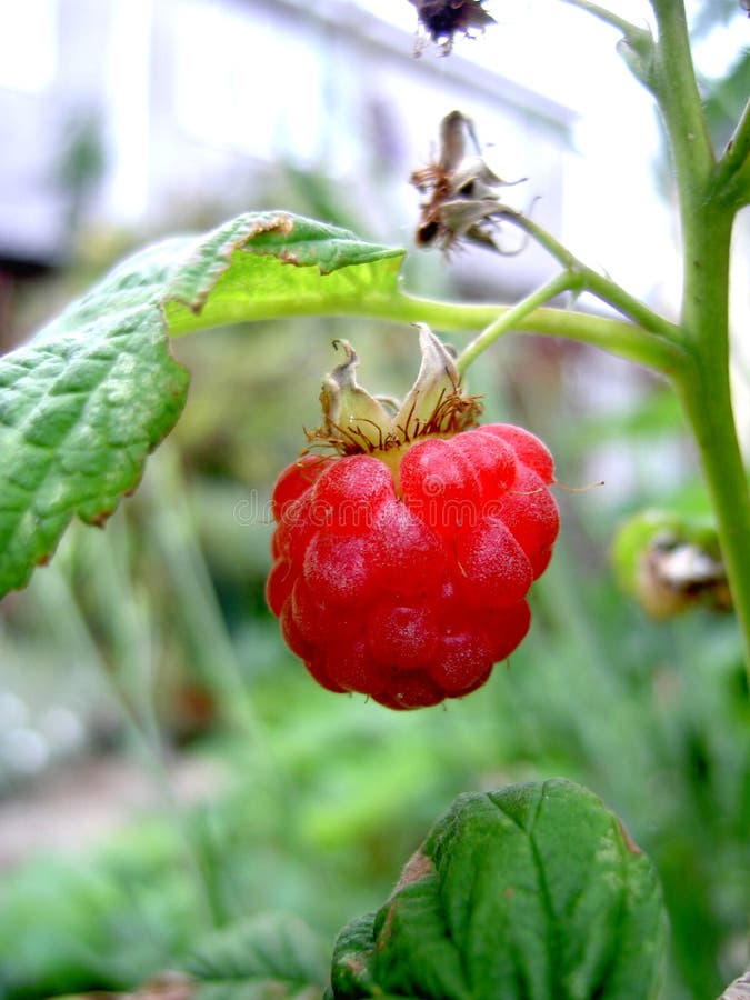 Raspberry plant stock photo. Image of plants, garden, fruit - 935808