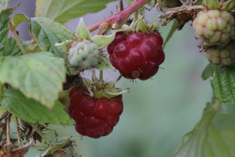 Raspberry plant close up stock photo. Image of closeup - 101649760
