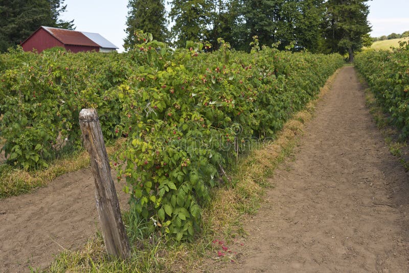 Raspberry Plant and Field Oregon. Stock Photo - Image of cottages ...