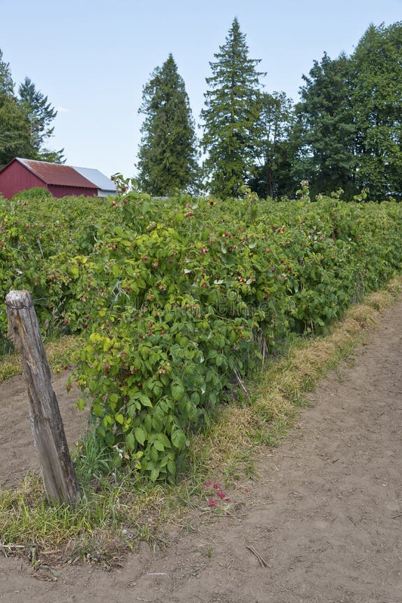 Raspberry Plant and Field Oregon. Stock Image - Image of cottages ...