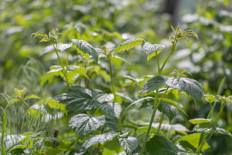 Raspberry Plant Growing in Sunlight in Summer Garden Stock Photo ...