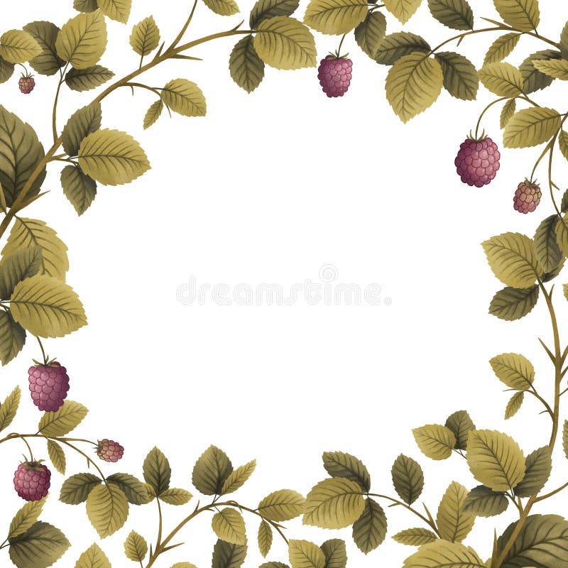 Raspberry Plant, Leaves Branch in and Berries, Template Frame, Drawing ...