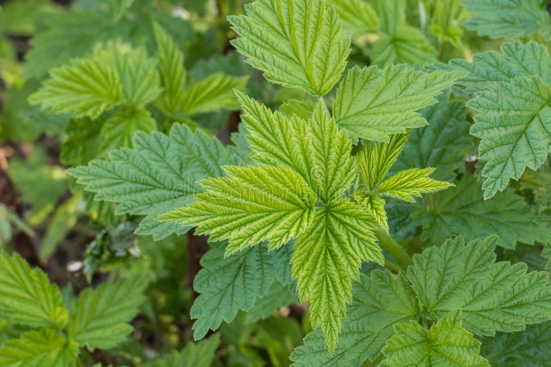 Raspberry Plant with Green Leaves Rubus Idaeus Stock Photo - Image of ...