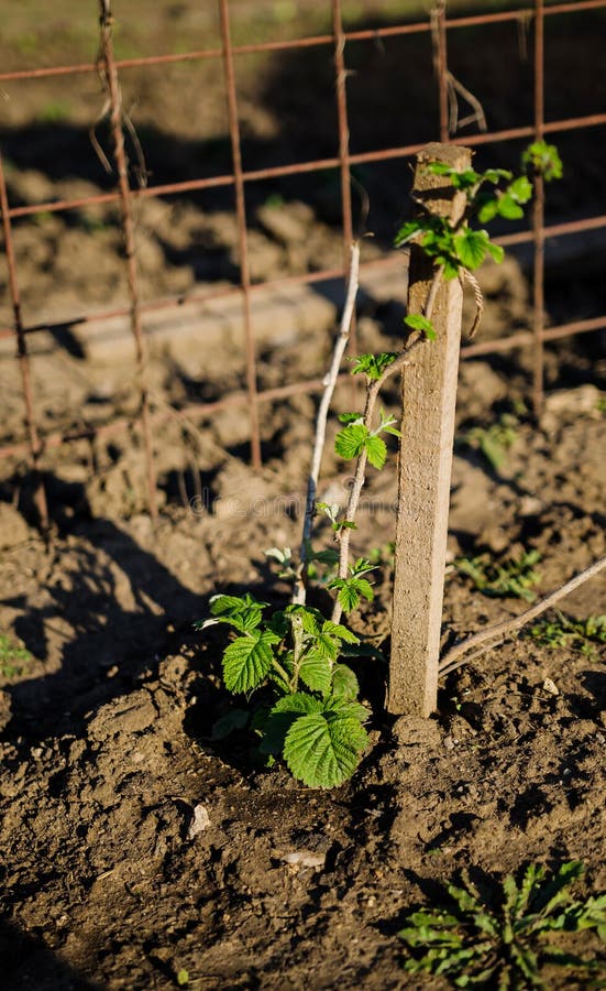 Raspberry plant stock image. Image of green, crop, fresh - 39348071