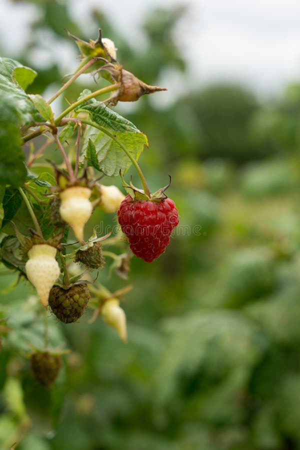 Raspberry on a plant stock photo. Image of soft, healthy - 103197958