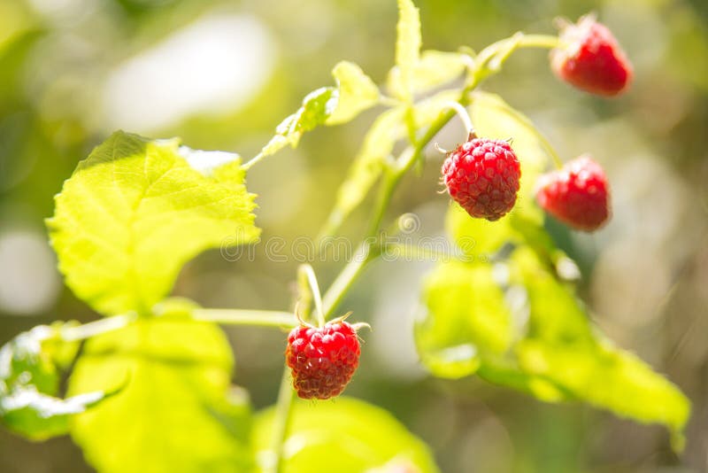 Raspberry on Plant, Rubus Idaeus Stock Photo - Image of macro, garden ...