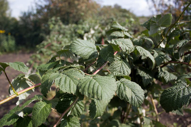 Raspberry plant stock image. Image of bright, agriculture - 61648629
