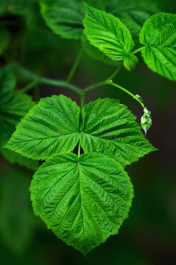 Young Raspberry Leaf Close-up Grow in the Spring Stock Image - Image of ...
