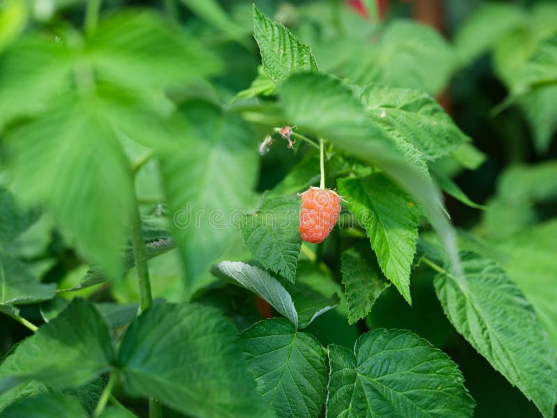 A Raspberry Plant with a Yellow Raspberry on it Stock Image - Image of ...