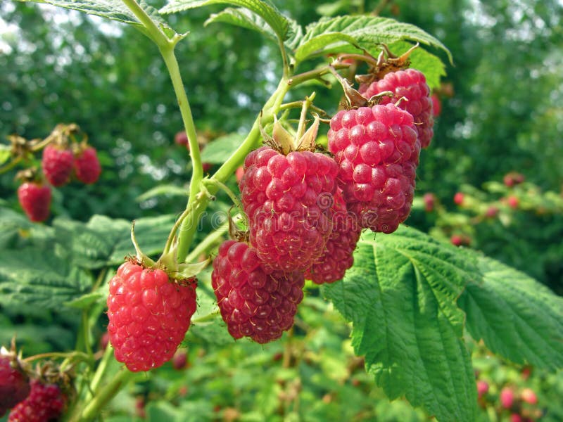 Raspberry Growing stock photo. Image of nature, design - 32273066