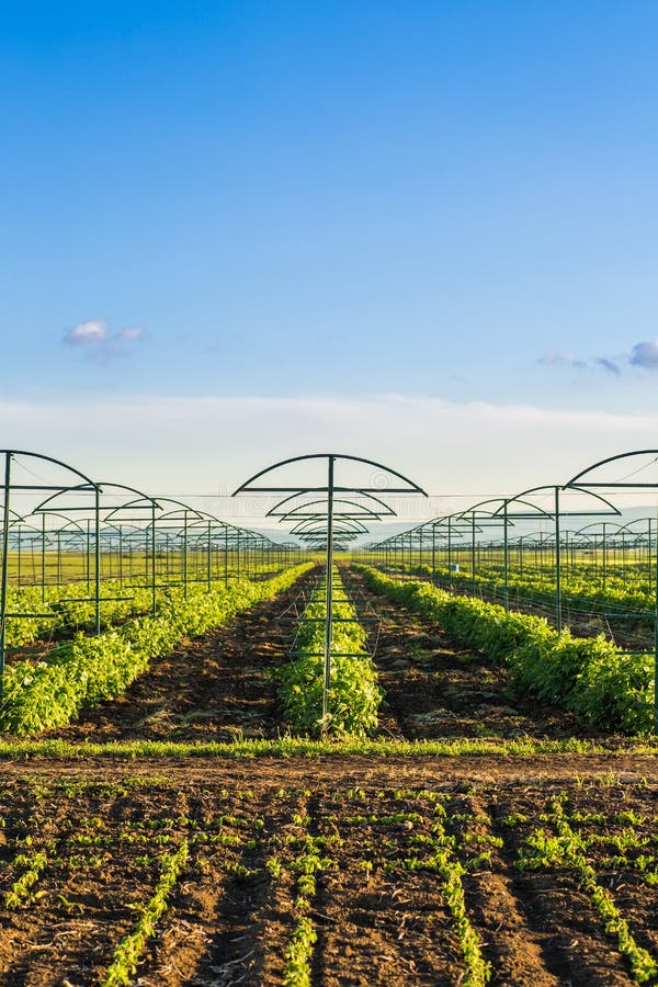 Raspberry Plantation Orchard Field Stock Image - Image of raspberry ...