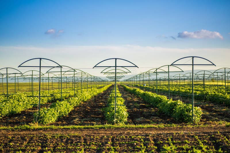 Raspberry Plantation Orchard Field Stock Photo - Image of berry ...