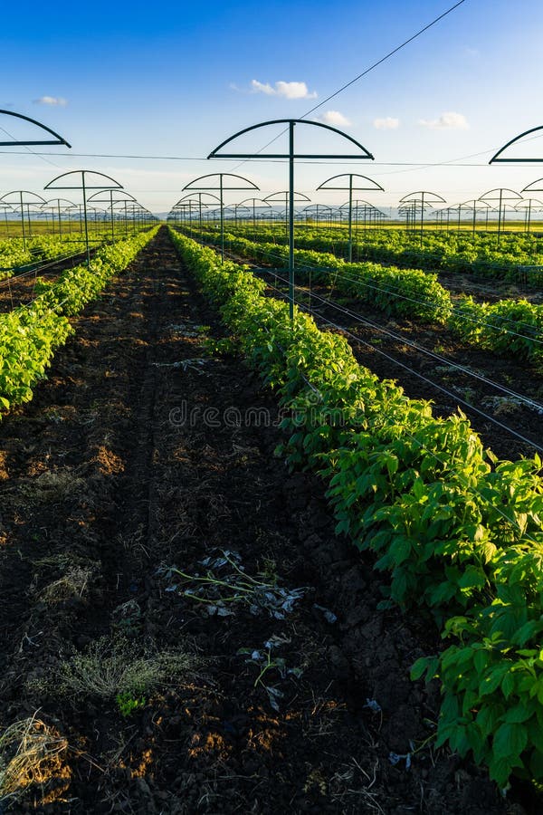 Raspberry Plantation Orchard Field Stock Image - Image of nature ...