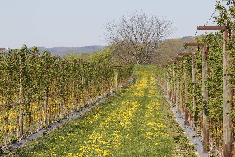 Raspberry plantation stock photo. Image of farming, land - 53539630