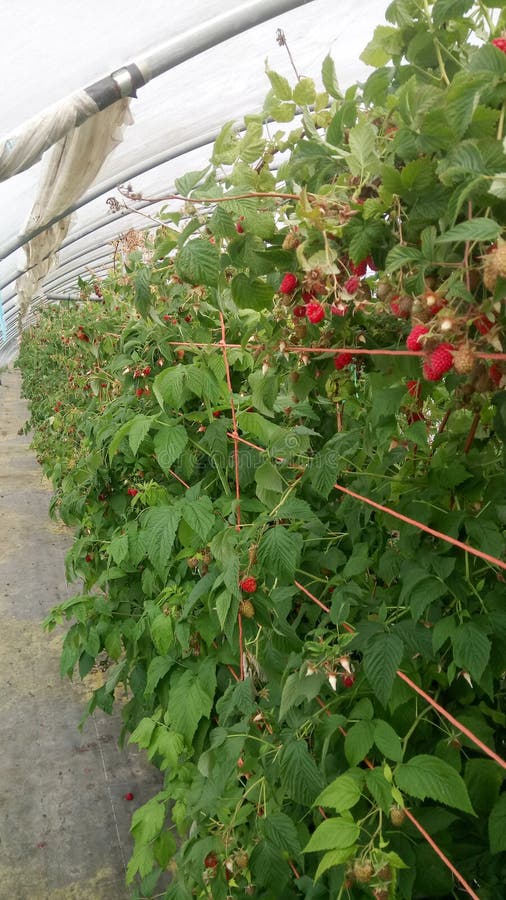 Raspberry Plantation in Pots Placed in Rows in Covered Tunnels Stock ...