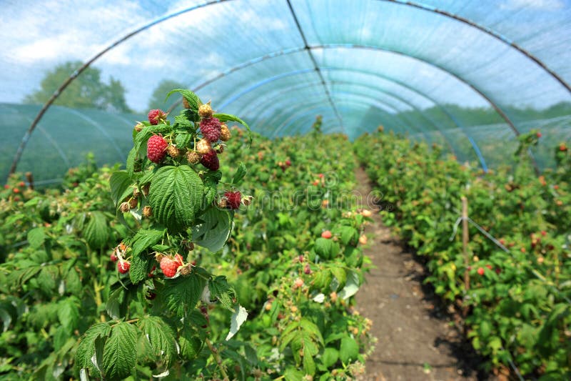 352 Raspberry Plants Field Stock Photos - Free & Royalty-Free Stock ...
