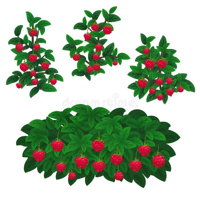 Cartoon Raspberry Bush Raspberry Bush Cliparts, Stock Vector And