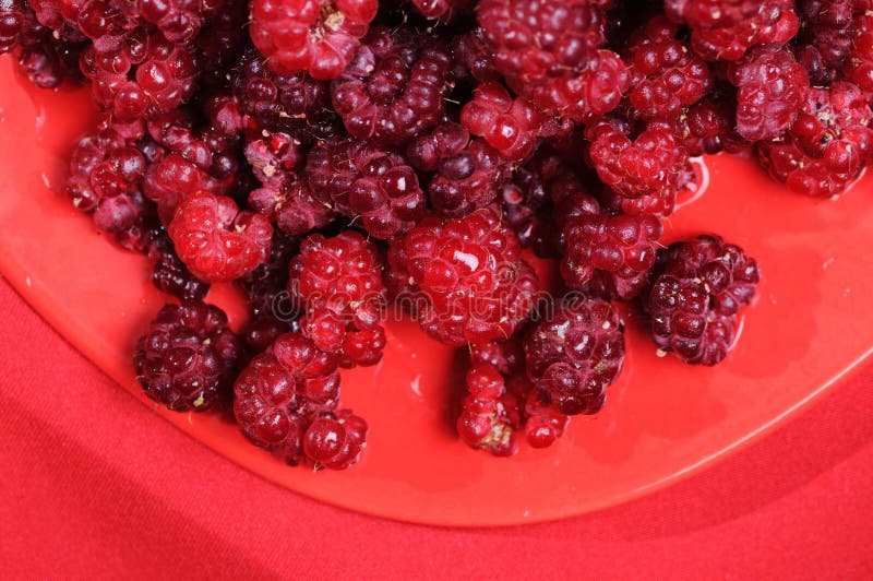 Raspberry on the plate. stock photo. Image of small, gourmet - 11995984