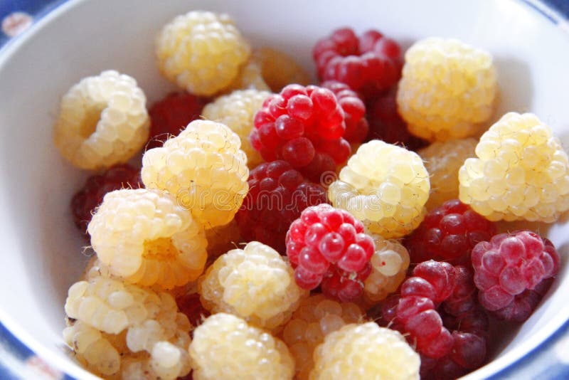 Raspberry on the Plate Close Up after Harvest Stock Image - Image of ...