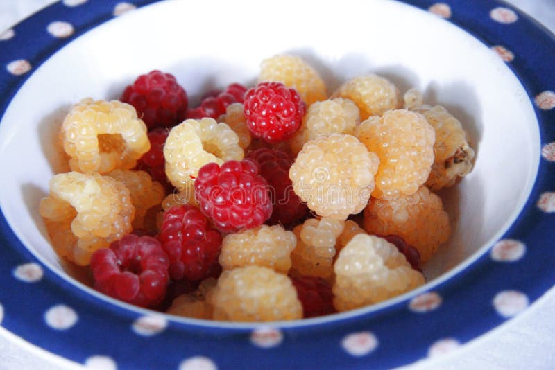Raspberry on the Plate Close Up after Harvest Stock Image - Image of ...