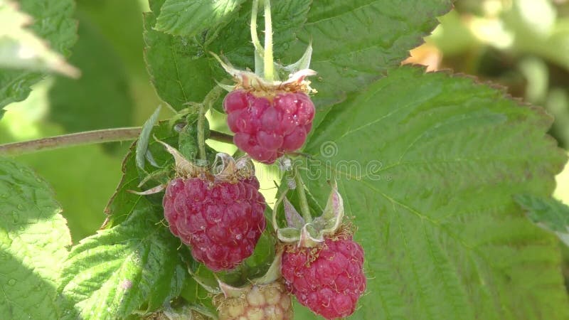 Raspberry after rain stock video. Video of leaves, foods - 73992007