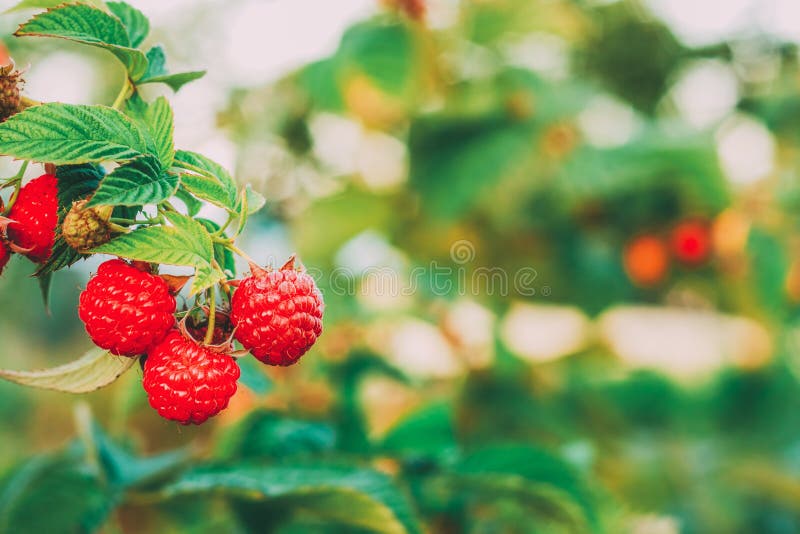 Raspberry. Raspberries. Growing Organic Berries Stock Image - Image of ...