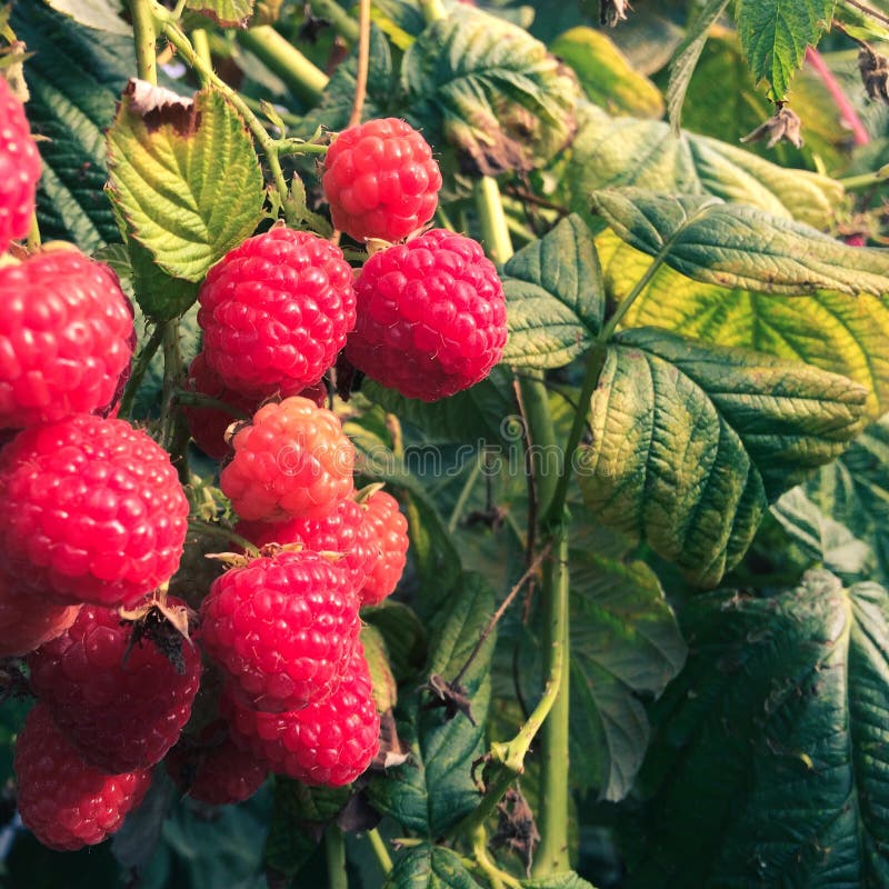 Raspberry Branch, Many Red Berries, Ripe Berries Stock Photo - Image of ...