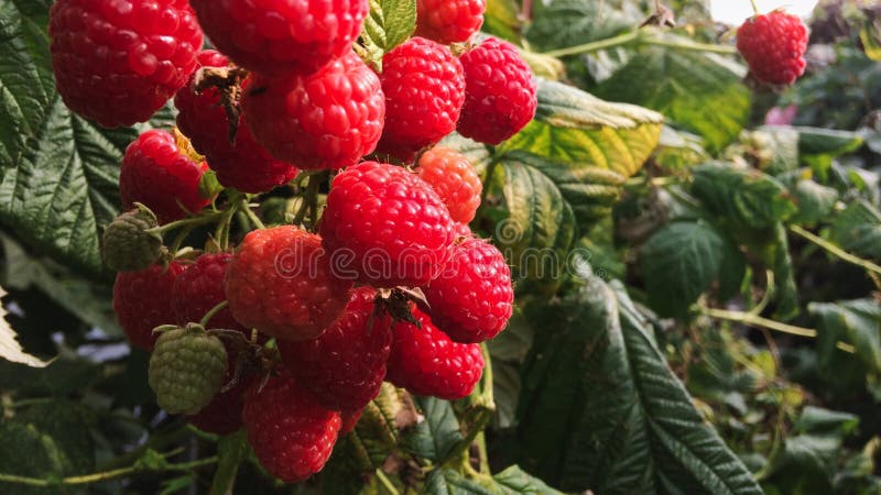 Raspberry, Raspberry Branch, Many Red Berries Stock Image - Image of ...