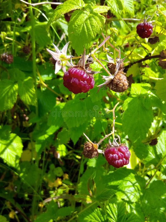 Raspberry Red Berry on a Branch in a Garden Park Stock Image - Image of ...