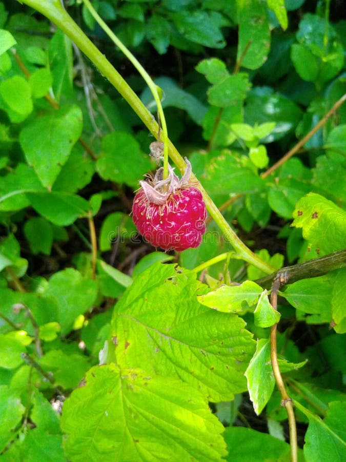 Raspberry Red Berry on a Branch in a Garden Park Stock Photo - Image of ...