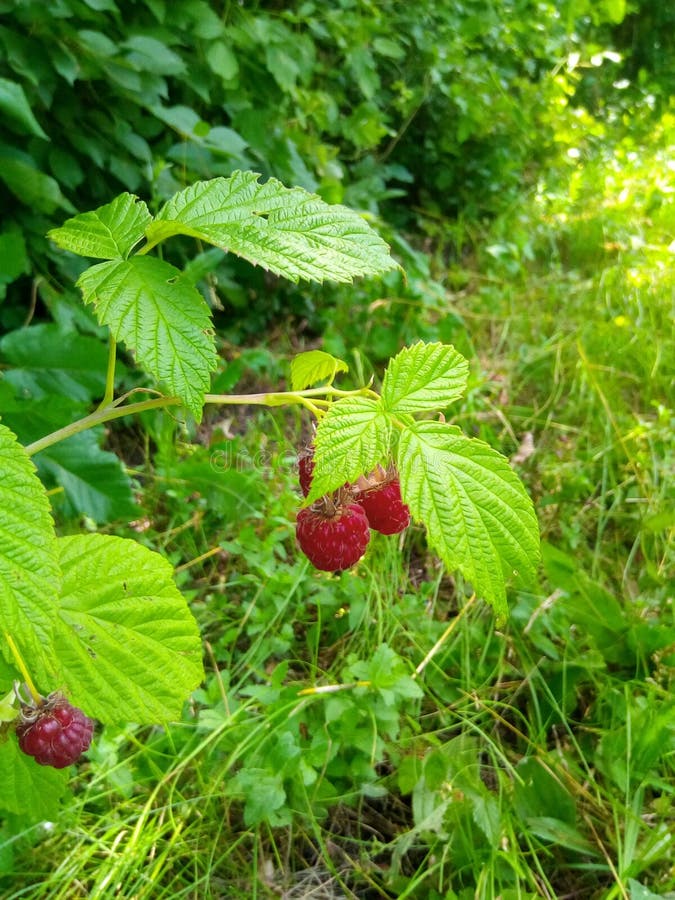 Raspberry Red Berry on a Branch in a Garden Park Stock Image - Image of ...