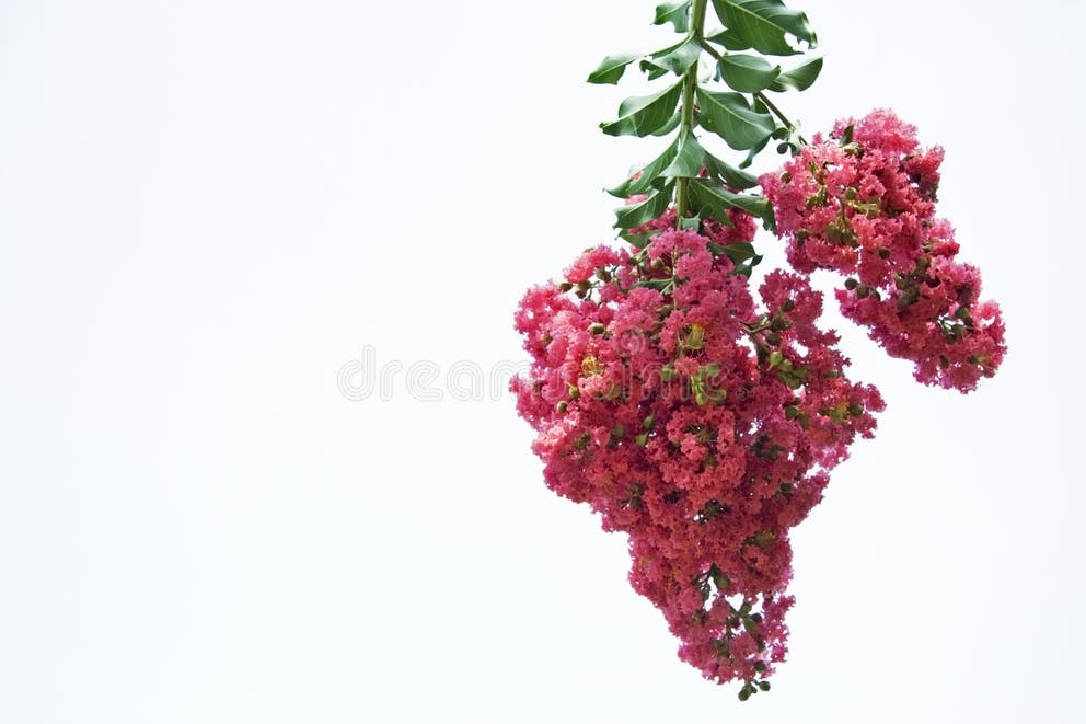 Raspberry Red Crepe Myrtle Branch Stock Image - Image of myrtle, plant ...