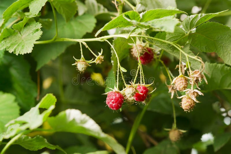 Raspberry stock photo. Image of single, pill, eating - 32186986
