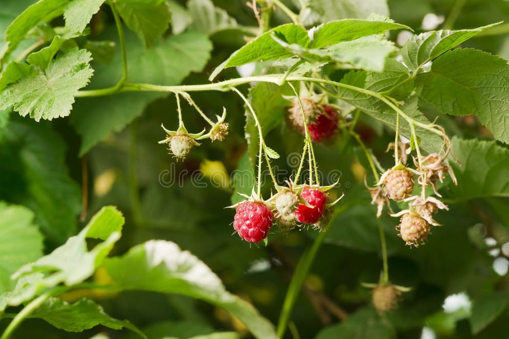Raspberry stock photo. Image of single, pill, eating - 32186986