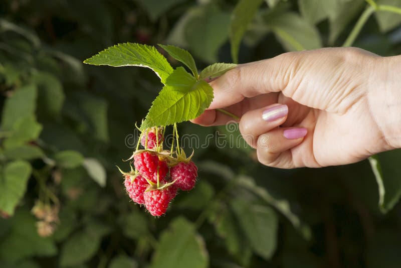 Raspberry stock photo. Image of pill, healthy, drink - 32187142