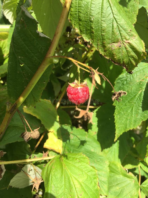 Raspberry stock photo. Image of green, stems, raspberry - 75498418