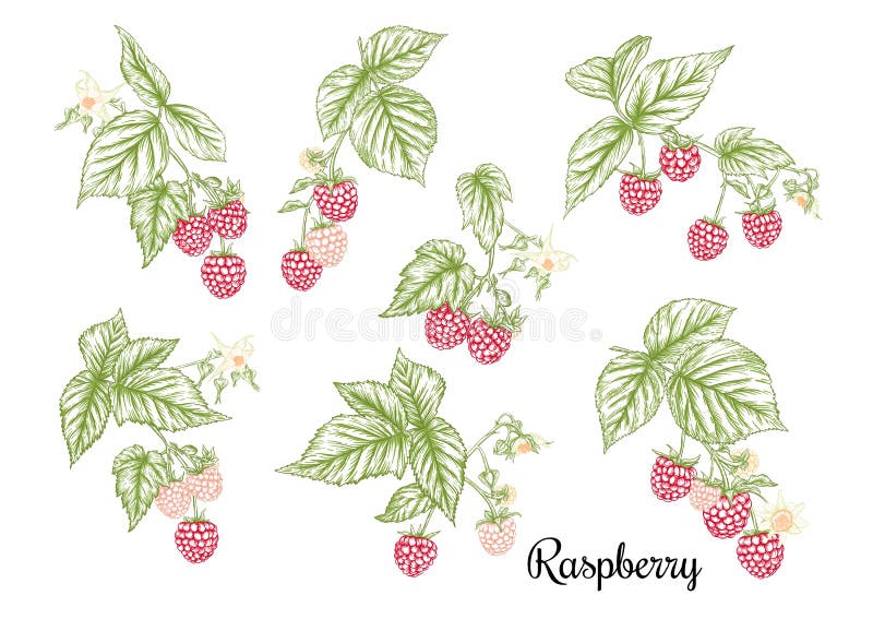 Raspberry. Ripe Berries on Branch Stock Vector - Illustration of berry ...