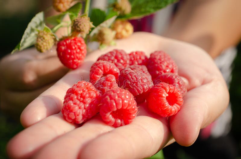 Raspberries Ripe Berries on the Palm Stock Photo - Image of delicious ...