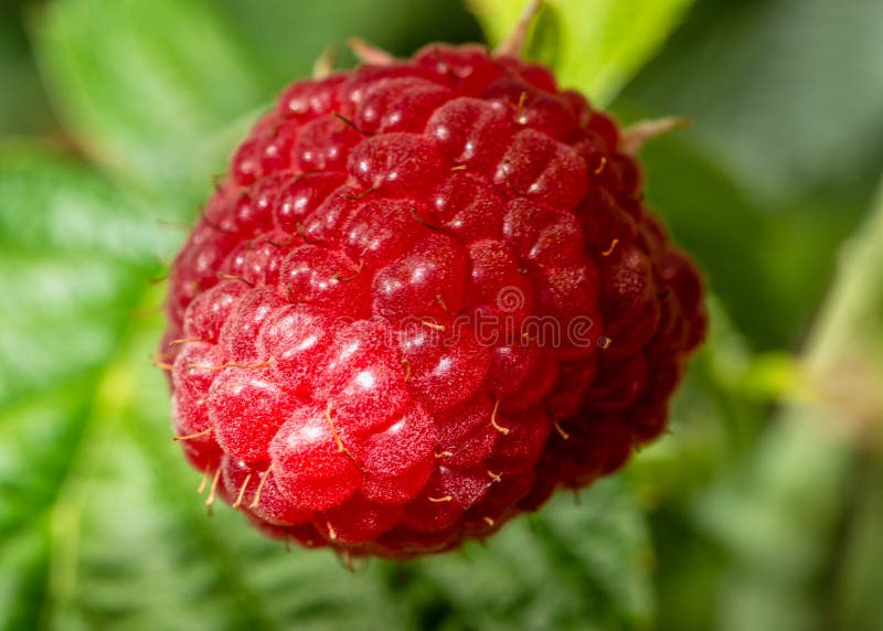 Raspberry Berry in the Garden Stock Photo - Image of advertising ...