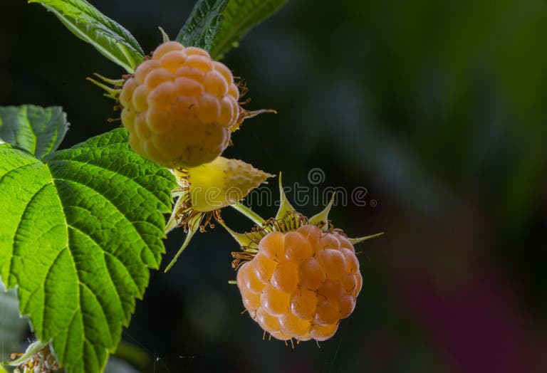 Raspberry stock photo. Image of black, farmland, fall - 184635680
