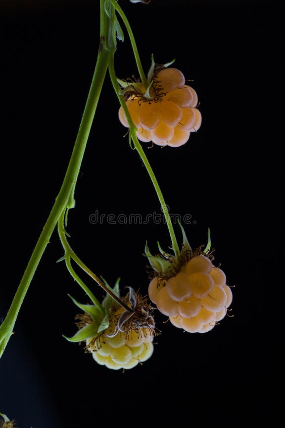 Raspberry stock photo. Image of green, blooming, leaves - 184635780