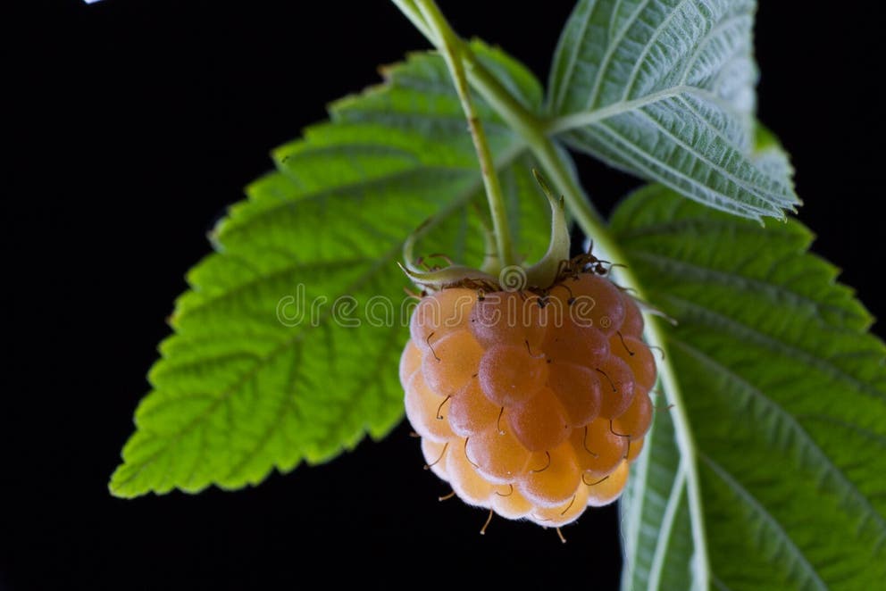 Raspberry stock photo. Image of growing, angle, green - 184635828