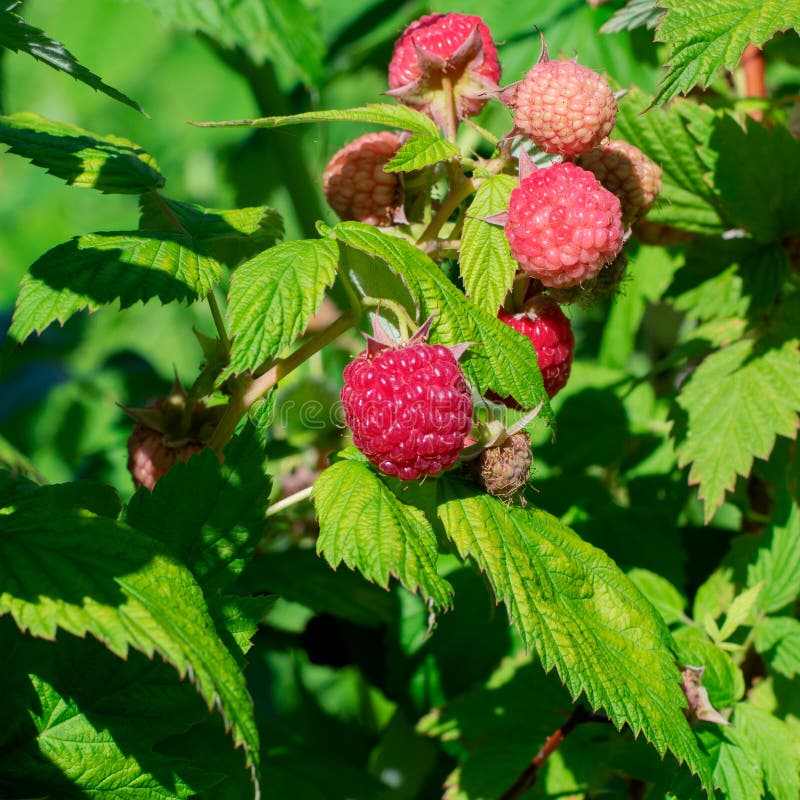Raspberry is Ripening on the Bush Stock Image - Image of homegrown ...