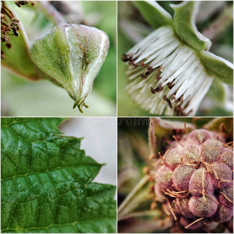Raspberry Ripening Stages. the Birth of Raspberry Stock Photo - Image ...