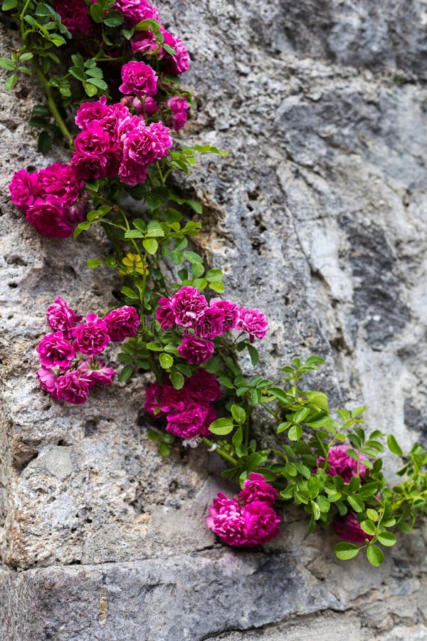 Raspberry Rose on a Gray Stone Wall. Place Under the Text Stock Image ...
