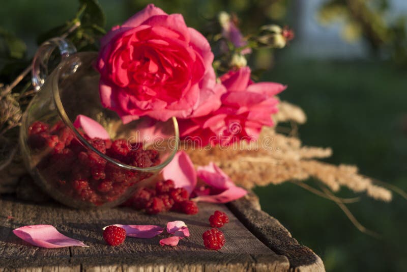 The Raspberry and Roses Still Life Stock Photo - Image of raspberry ...