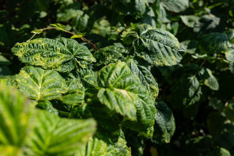 Raspberry (rubus Idaeus) Plant Leaves with Blight Disease Stock Photo ...
