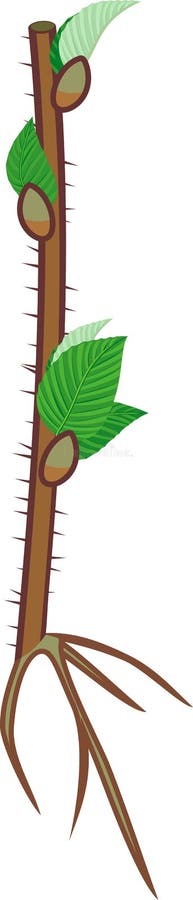 Raspberry Sapling with Green Leaves and Root System Stock Vector ...