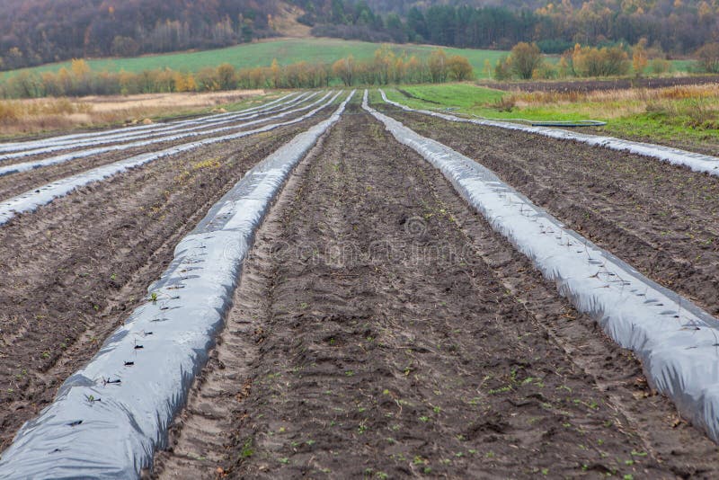 Rows of Raspberry Saplings Planted on Agriculture Farm Stock Image ...