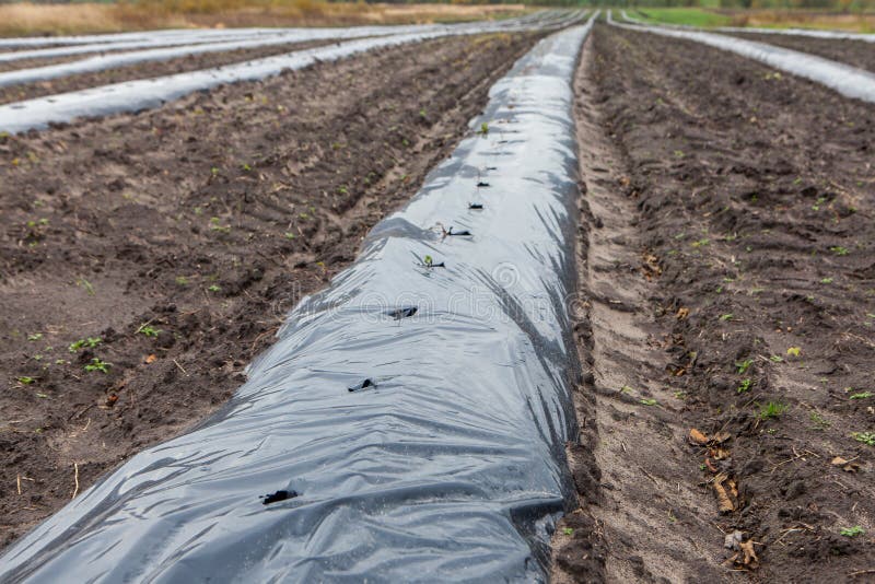 Rows of Raspberry Saplings Planted on Agriculture Farm Stock Image ...